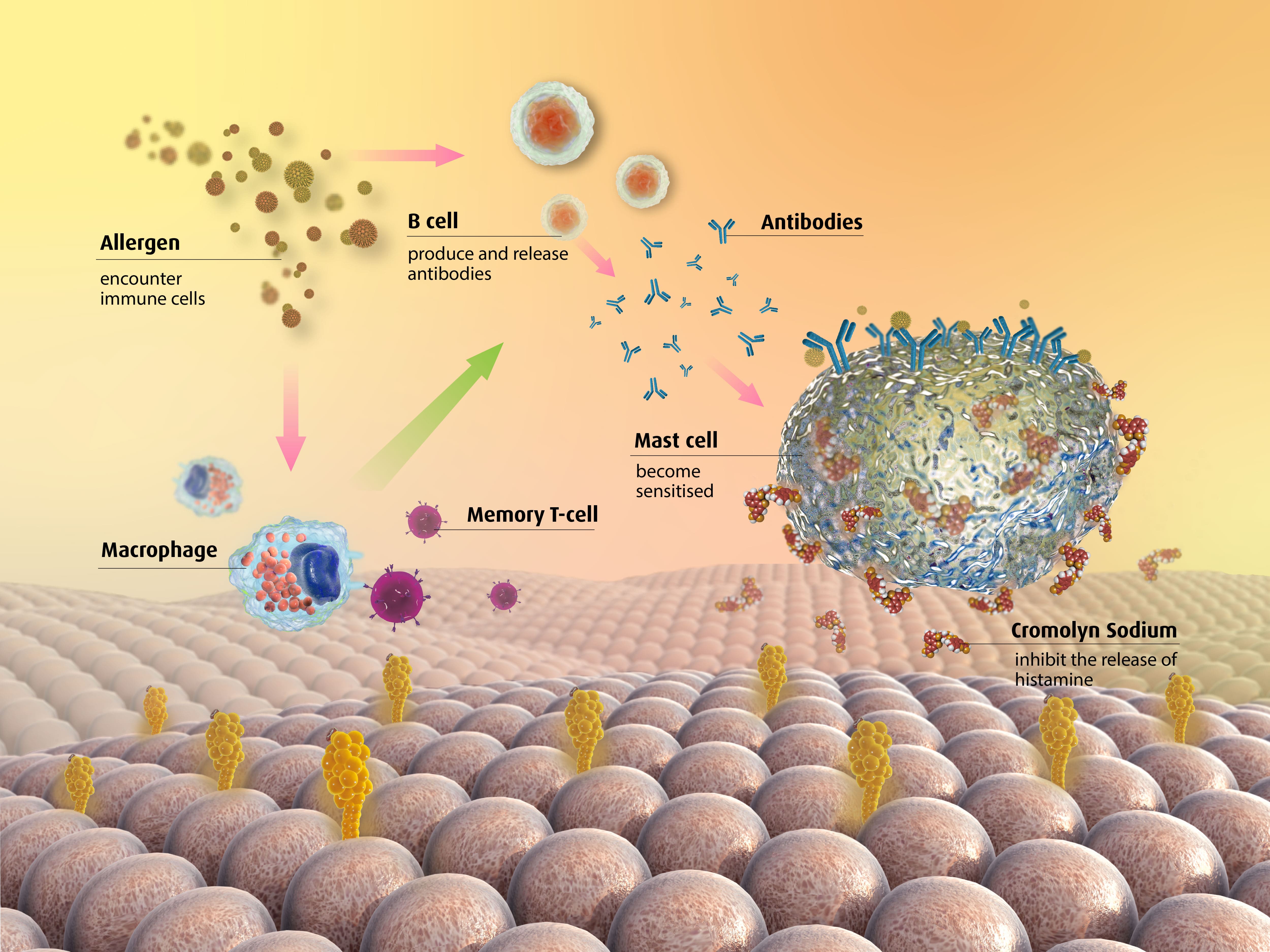 Allergo-COMOD® Reich Pharm