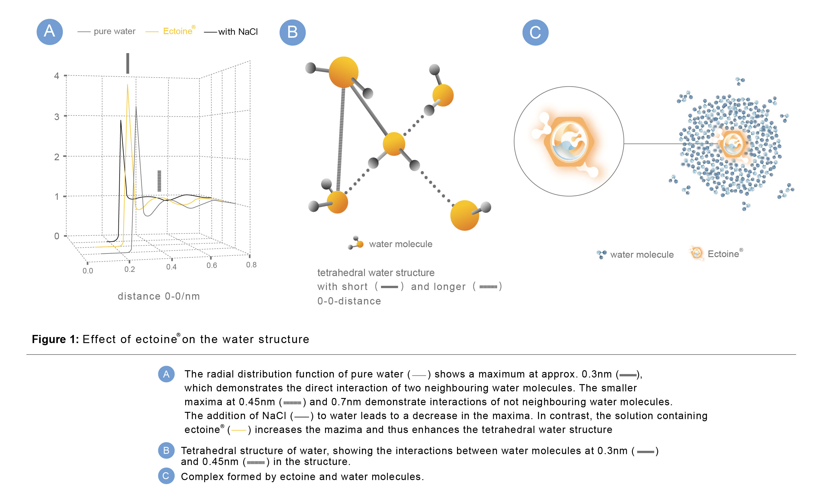The \"cellular-level\" patented repair particle Ectoine®, developed in ...