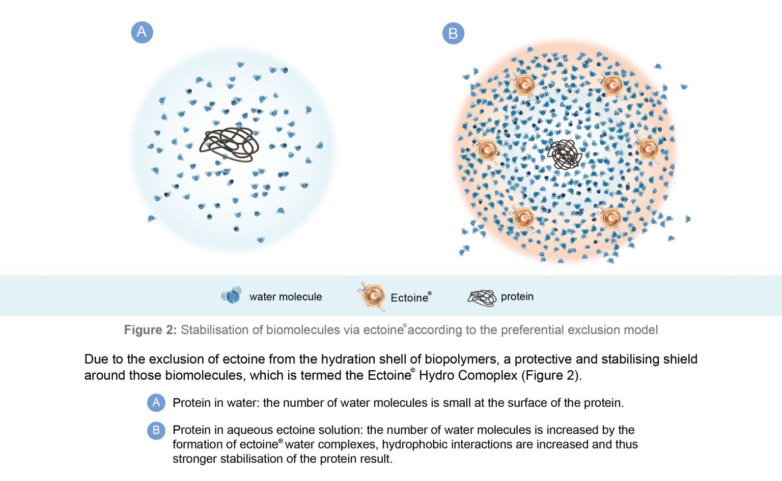 The "cellular-level" patented repair particle Ectoine®, developed in ...