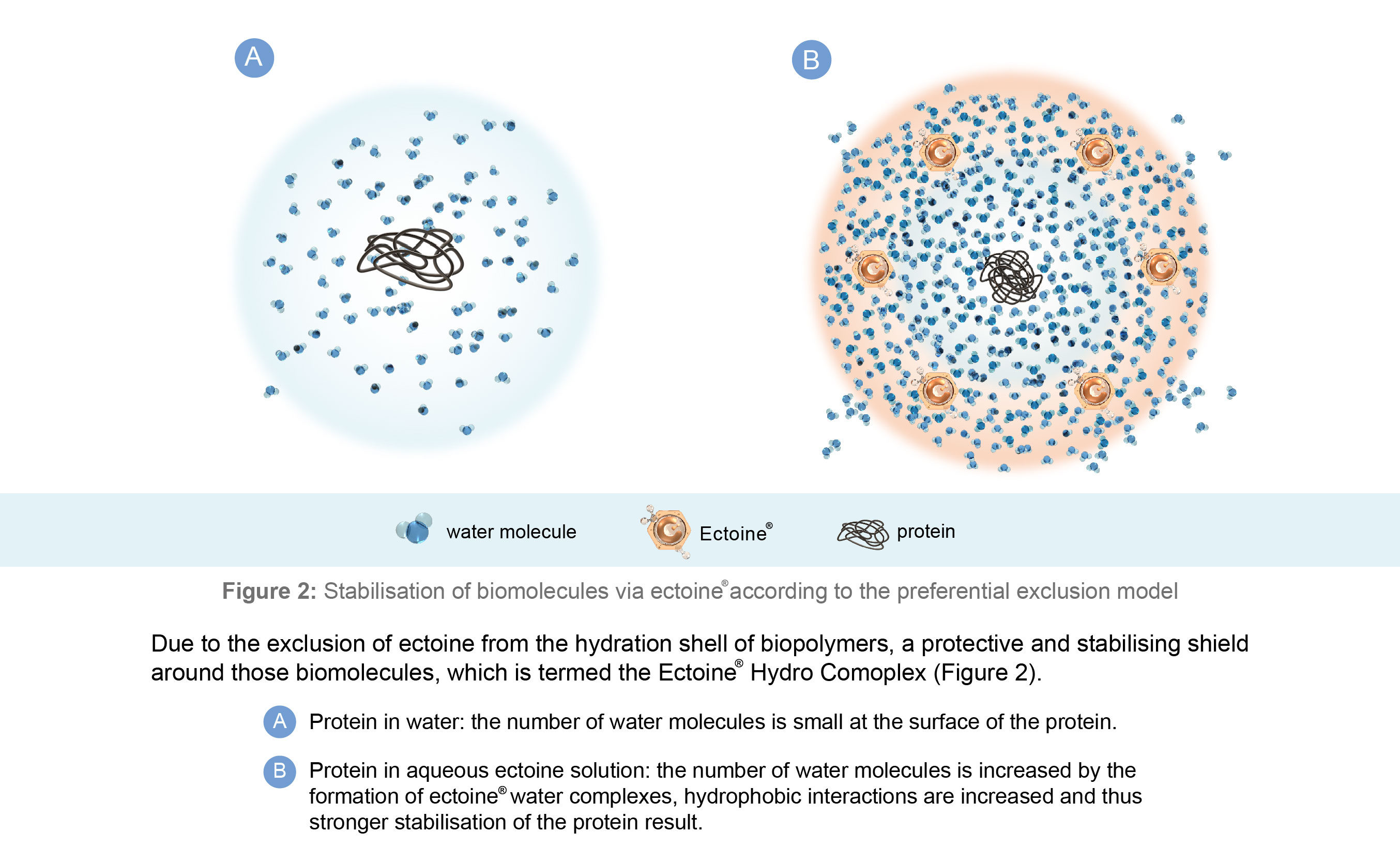The \"cellular-level\" patented repair particle Ectoine®, developed in Germany, redefines the ...