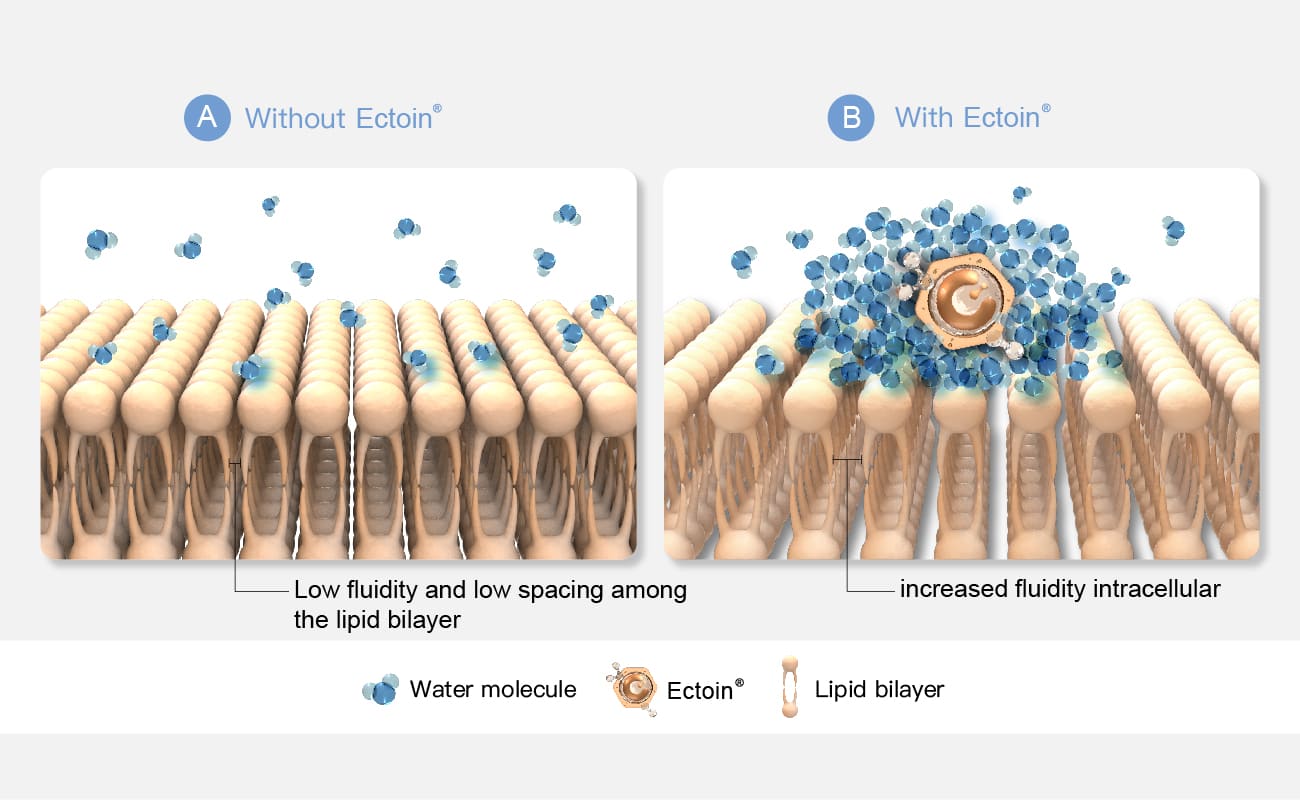 Ectoin®: The Magical Ingredient Stabilizing the Skin Reich Pharm