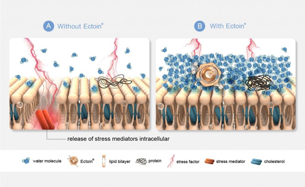Ectoin®: The Magical Ingredient Stabilizing the Skin Reich Pharm