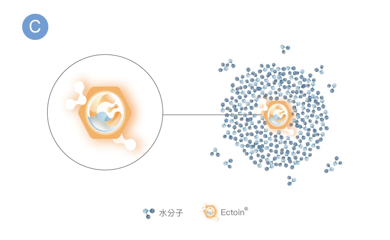 Ectoin®：穩定皮膚的神奇成份，來自極端環境的細胞保護分子！ Reich Pharm