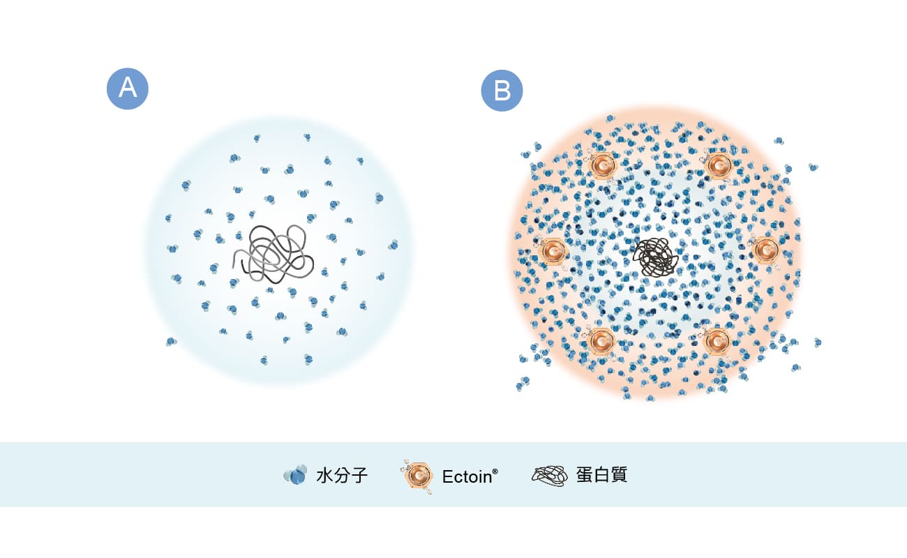 Ectoin®：穩定皮膚的神奇成份，來自極端環境的細胞保護分子！ Reich Pharm